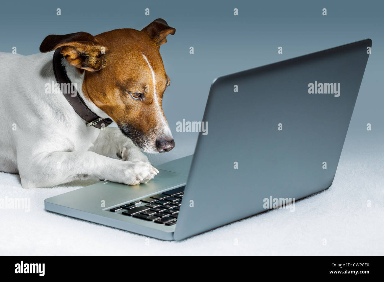 dog browsing the internet Stock Photo - Alamy