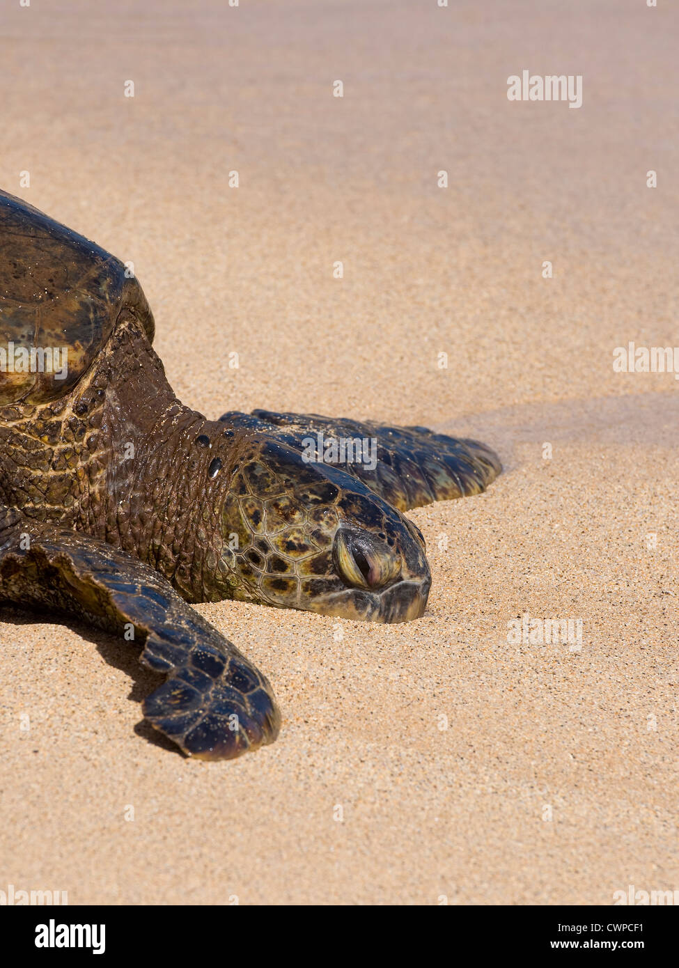 Sea Turtle Resting on the beach in Kauai Hawaii Stock Photo - Alamy