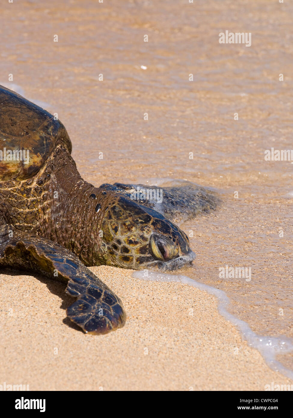 Sea Turtle Resting on the beach in Kauai Hawaii Stock Photo - Alamy
