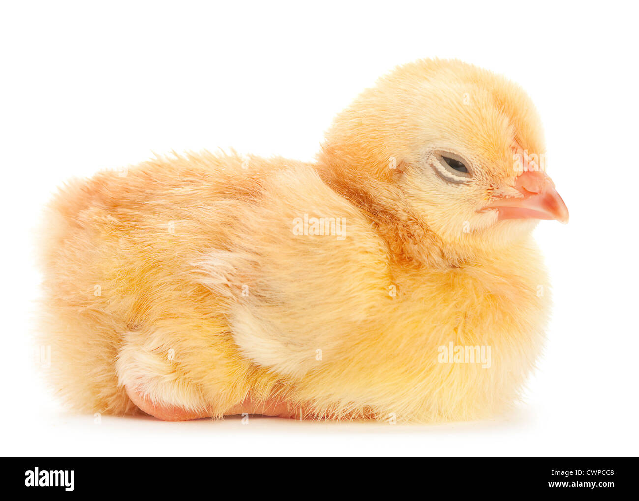 Newborn chicken isolated on white Stock Photo - Alamy