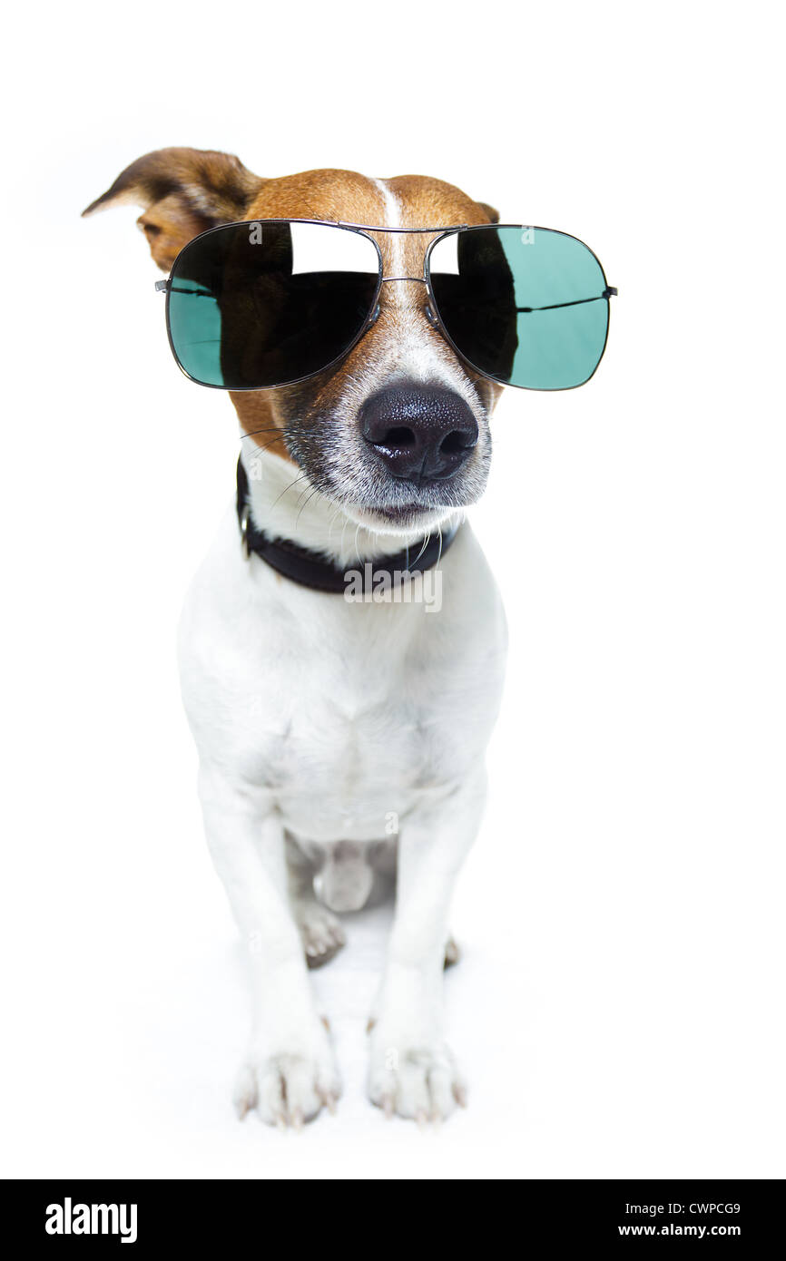 dog sunglasses funny Stock Photo - Alamy