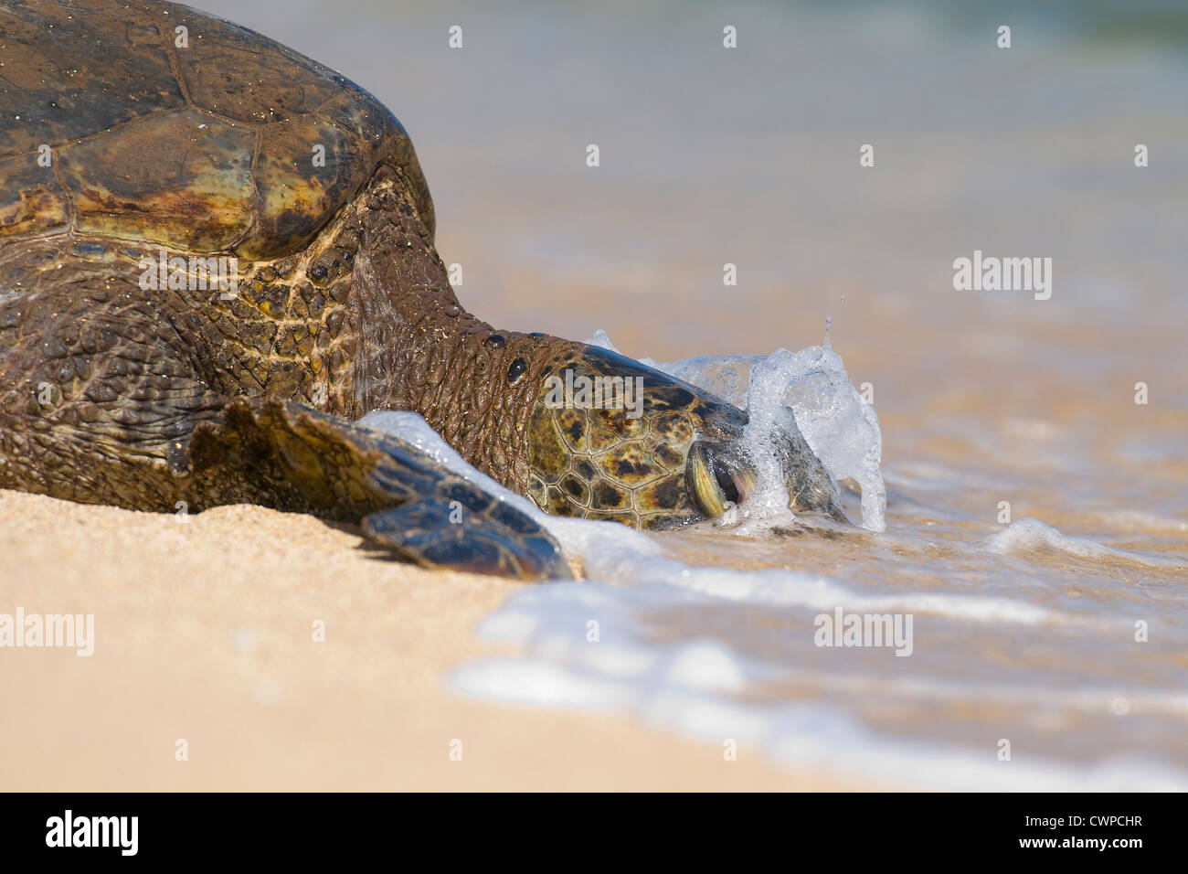 Sea Turtle Resting on the beach in Kauai Hawaii Stock Photo - Alamy