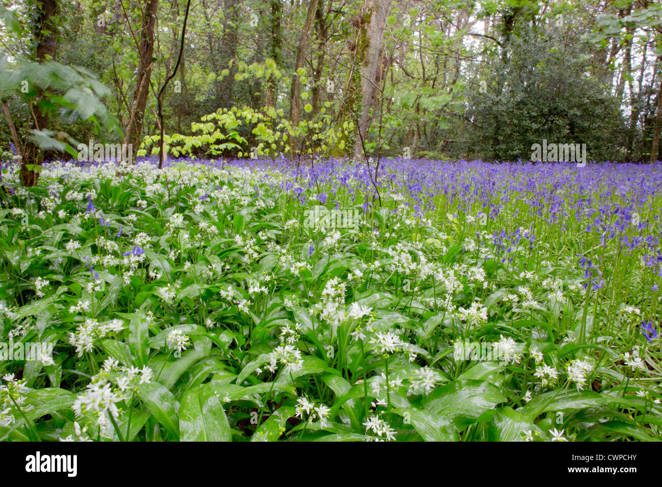 Pencarrow hi-res stock photography and images - Alamy