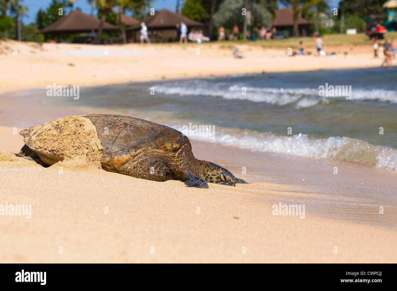 Sea Turtle Resting on the beach in Kauai Hawaii Stock Photo - Alamy