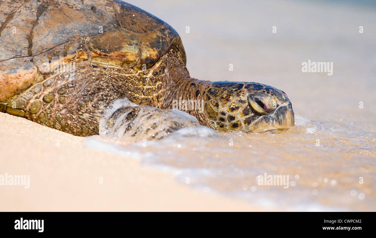 Sea Turtle Resting on the beach in Kauai Hawaii Stock Photo - Alamy