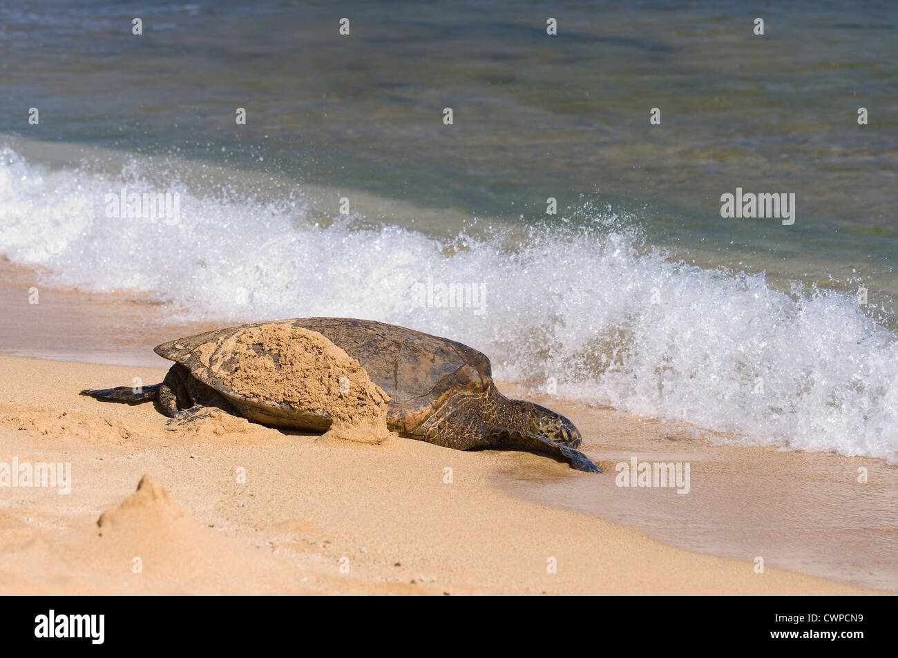 Sea Turtle Resting on the beach in Kauai Hawaii Stock Photo - Alamy