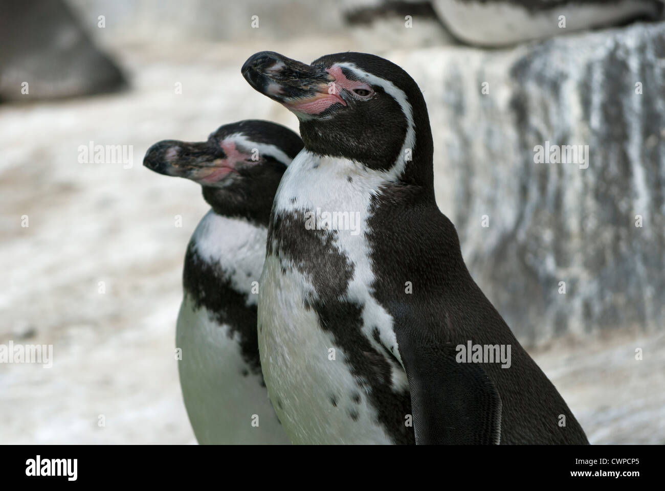 Couple of Humboldt Penguins (Spheniscus humboldti) or Peruvian Penguin ...