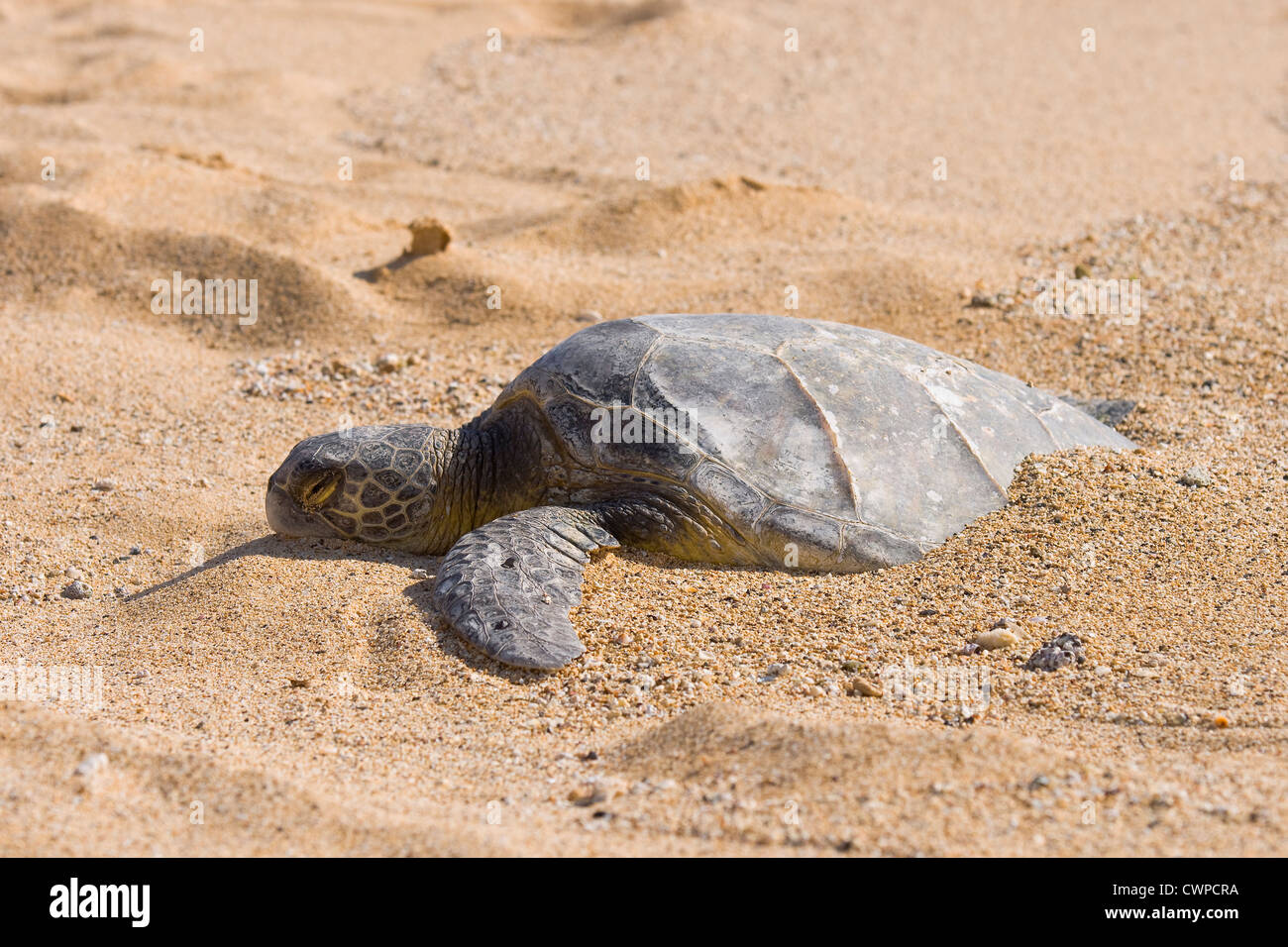 Green Sea Turtle on the Beach Stock Photo - Alamy