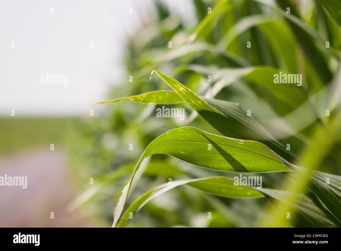 Corn stalks in the North Carolina sun. The image show a blue sky, green ...
