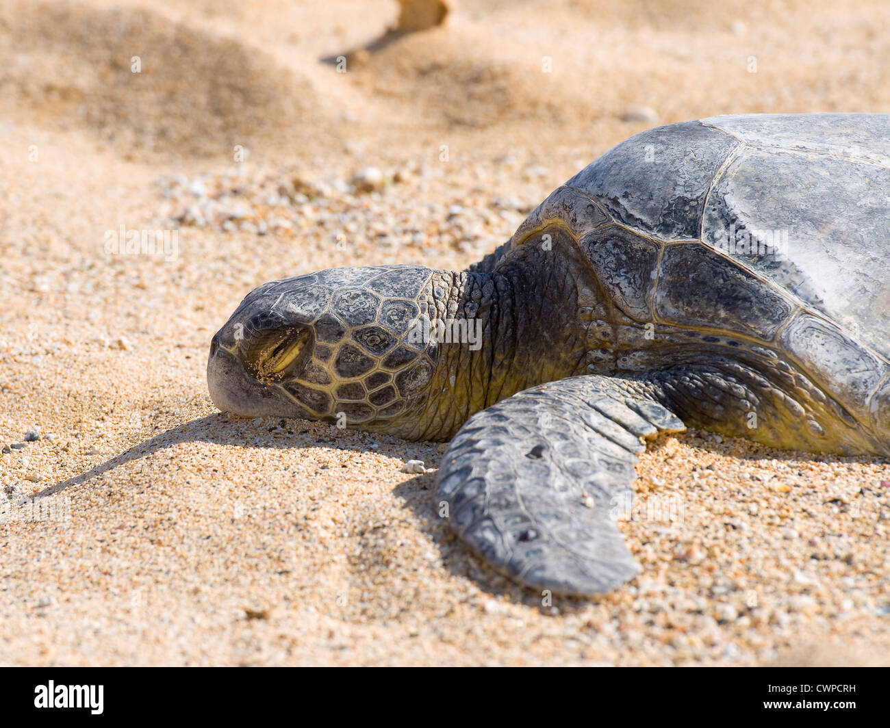 Green Sea Turtle on the Beach Stock Photo - Alamy