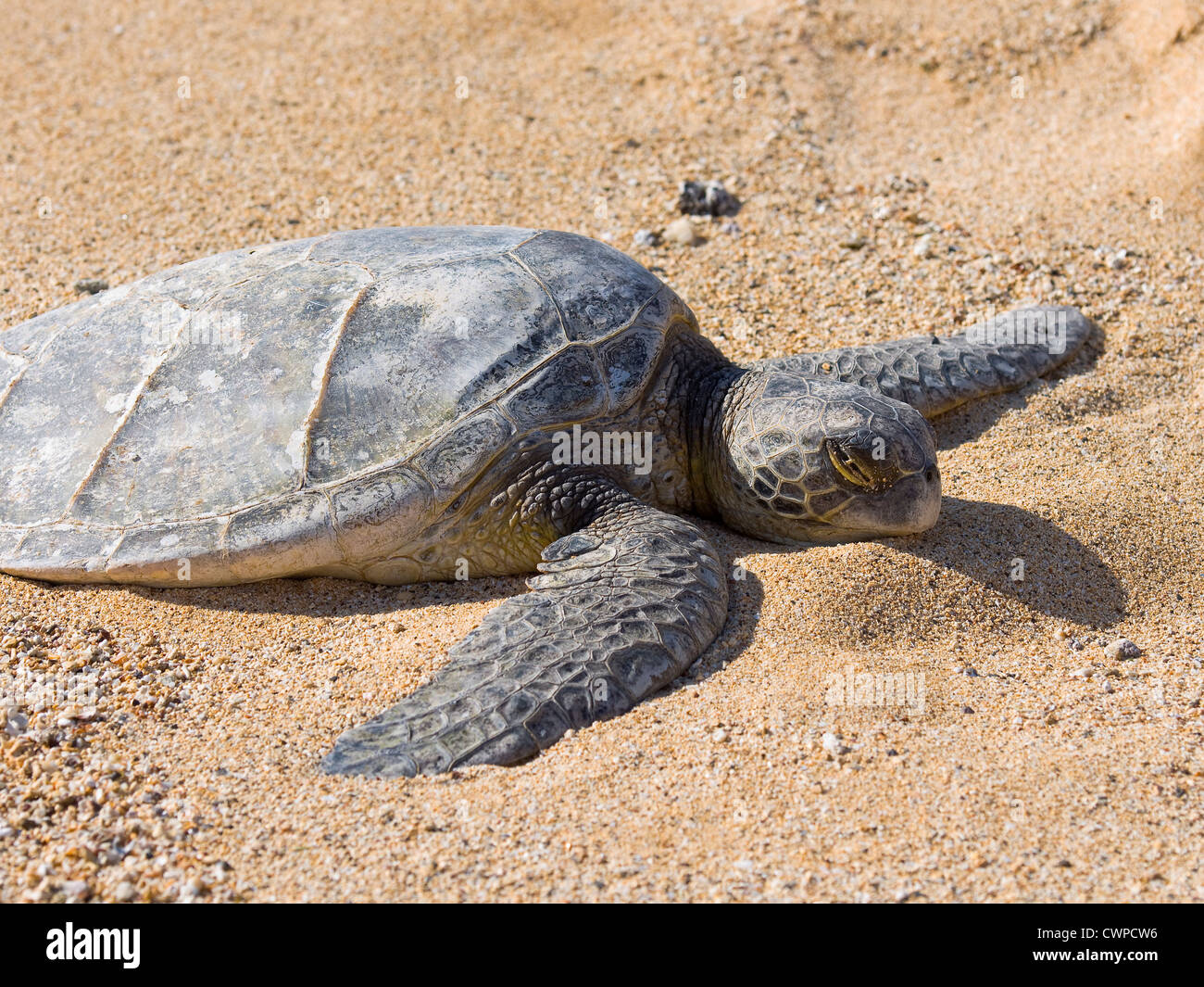 Sleeping Sea Turtle Stock Photo - Alamy
