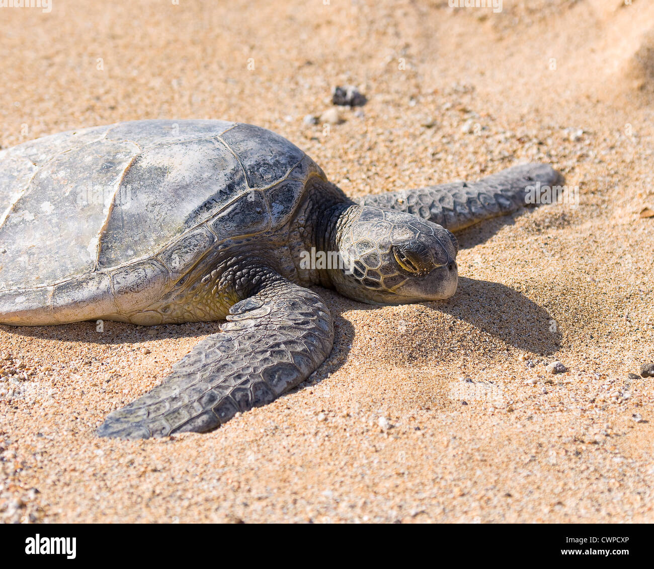 Green Sea Turtle on the Beach Stock Photo - Alamy
