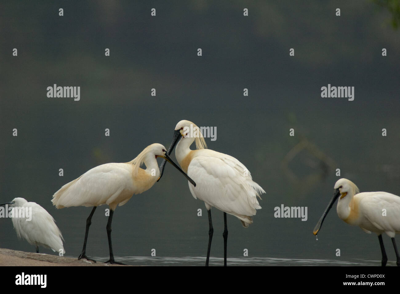 Eurasian Spoonbills at the famed Rangantittu Bird Sanctuary near Mysore ...
