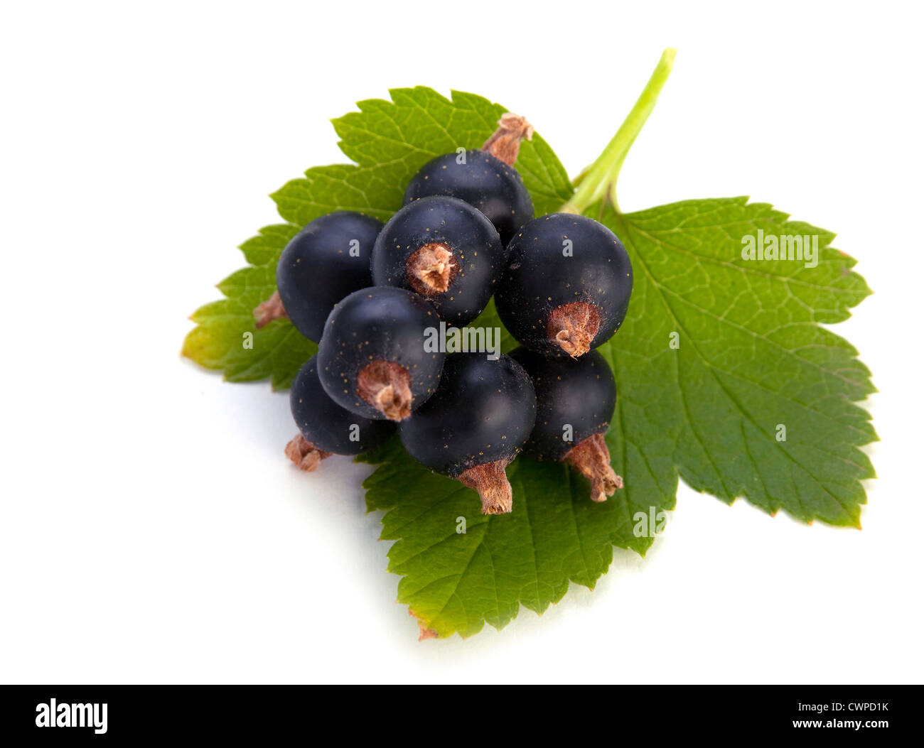 Black currant hi-res stock photography and images - Alamy