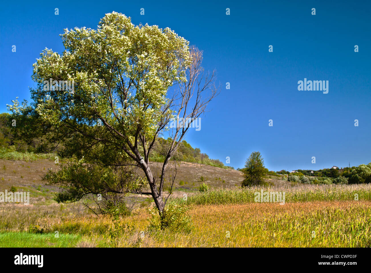 Bog forest hi-res stock photography and images - Alamy