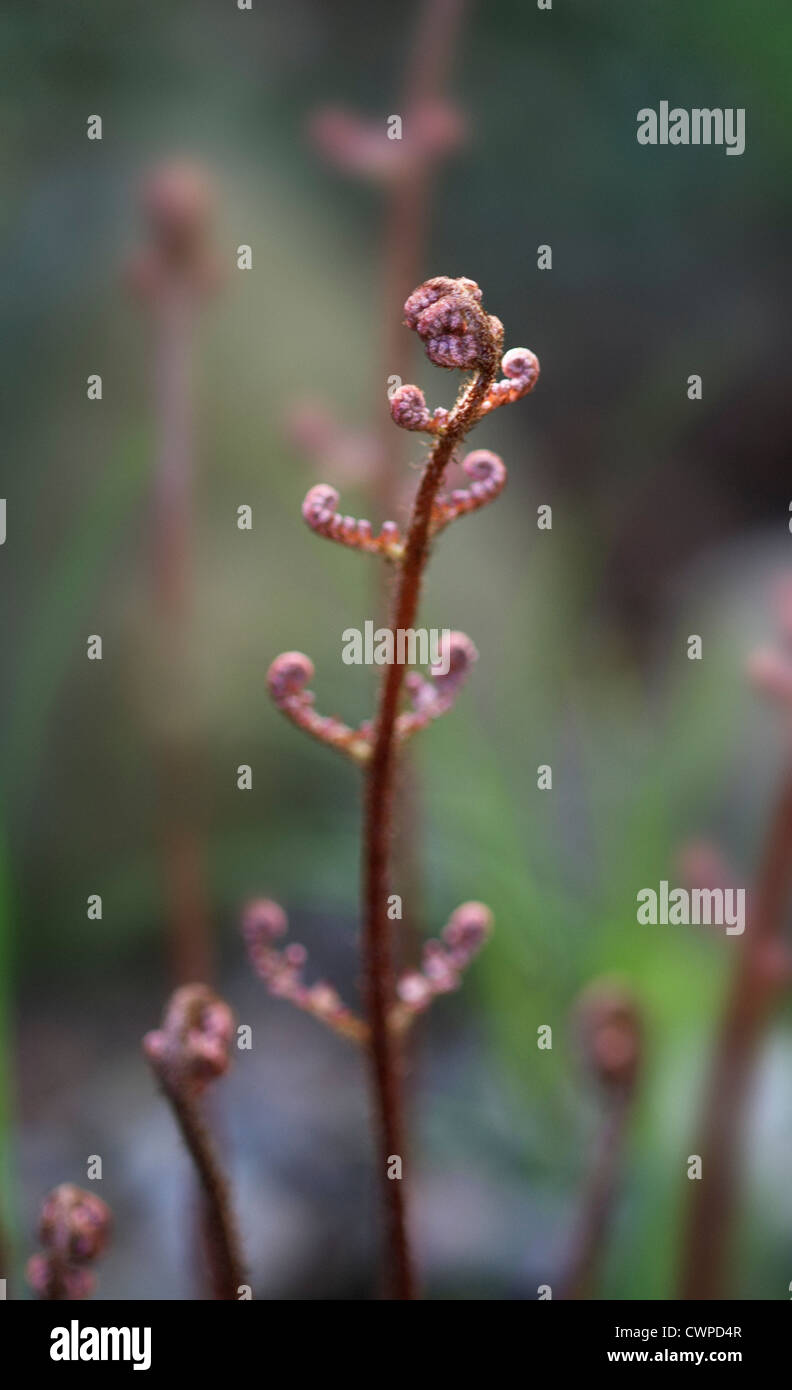 Fine fern hi-res stock photography and images - Alamy