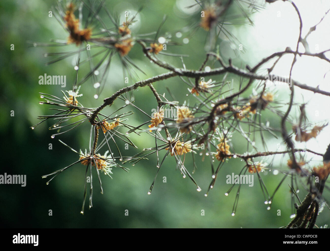 Picea, Pine, Fir, Spruce Stock Photo - Alamy