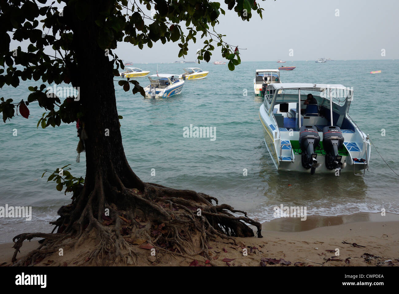 Erosion roots hi-res stock photography and images - Alamy