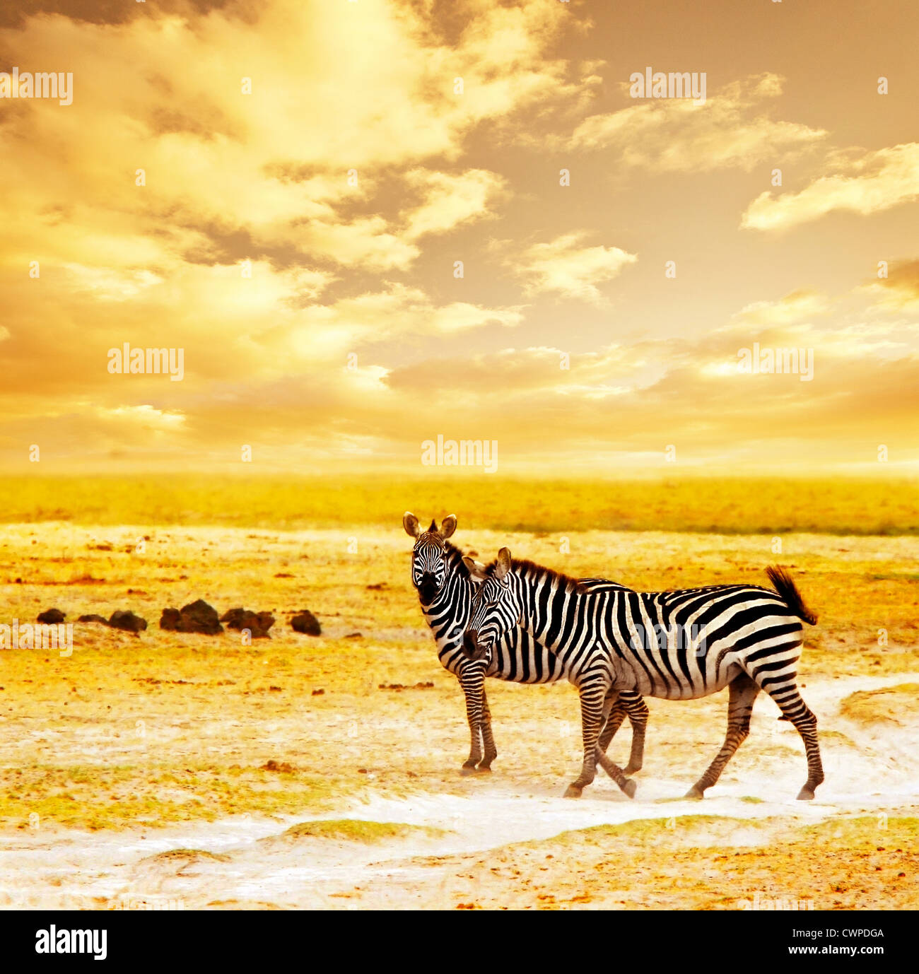 African safari, zebras family and landscape of Amboseli National Park ...
