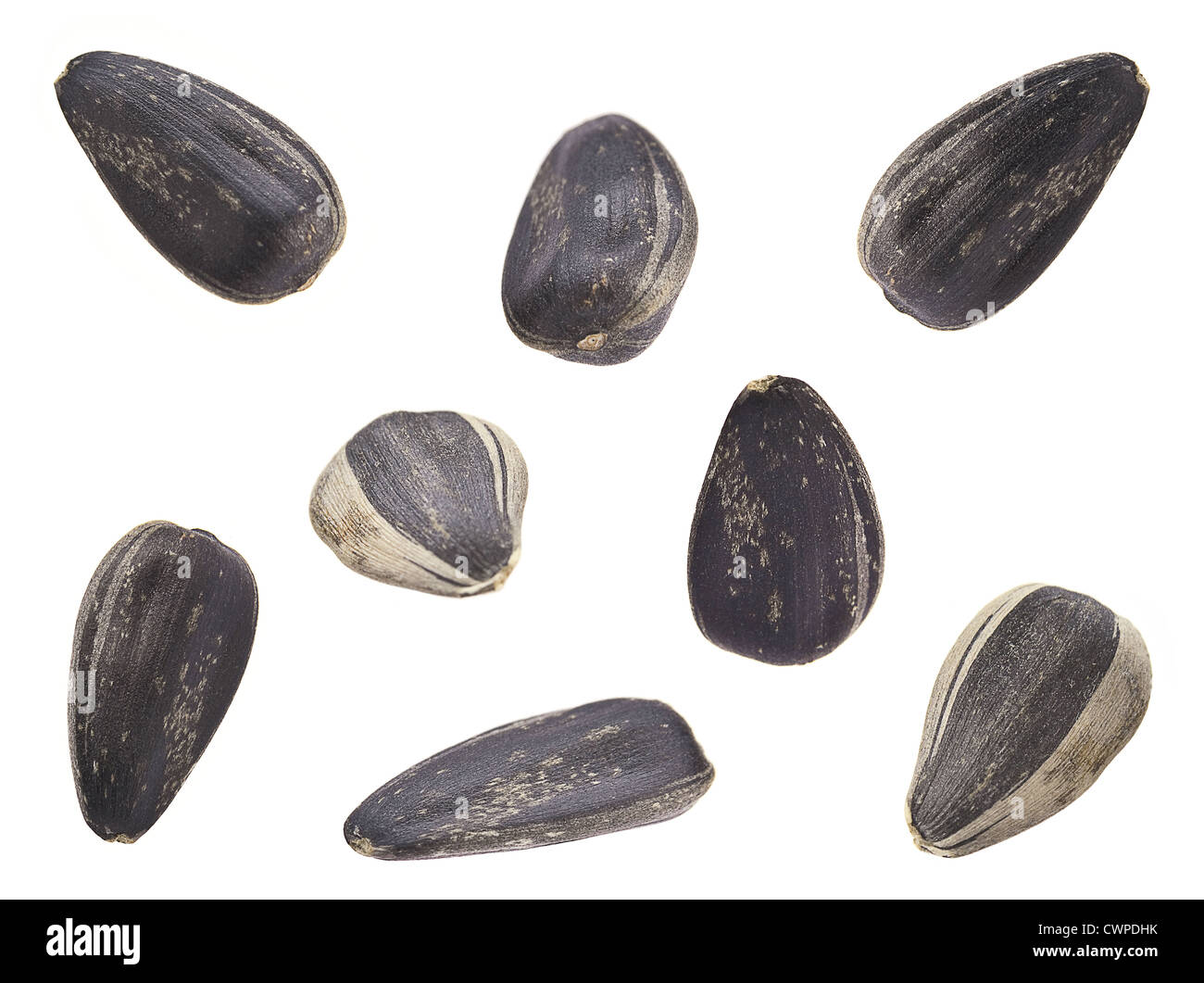 Sunflower collection hi-res stock photography and images - Alamy