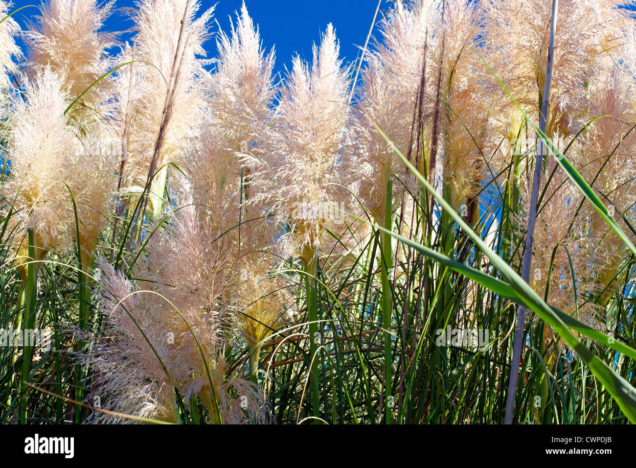 Close up image of dry grass against blue sky Stock Photo - Alamy