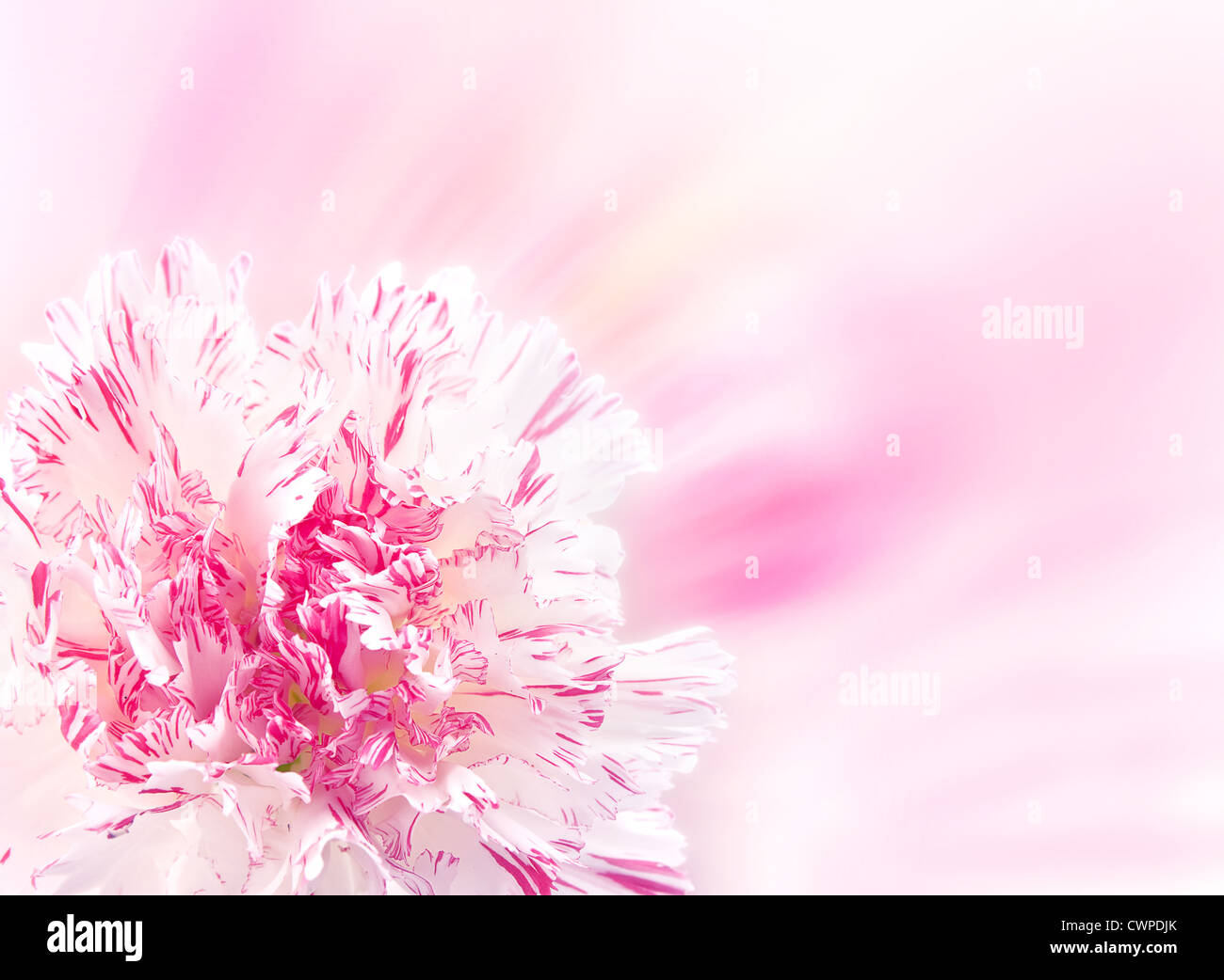 Carnation hi-res stock photography and images - Alamy