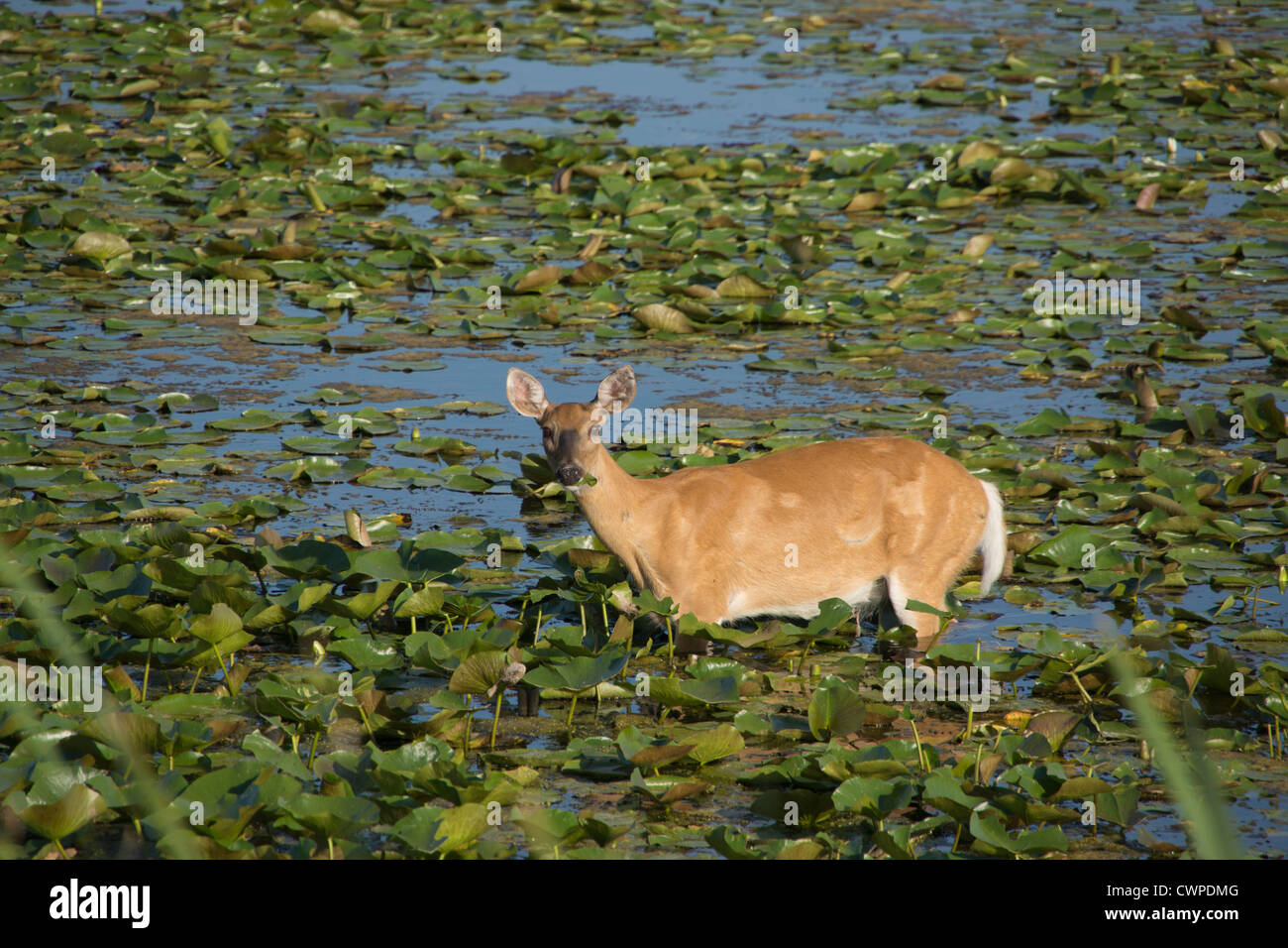 Deer Browsing High Resolution Stock Photography and Images - Alamy