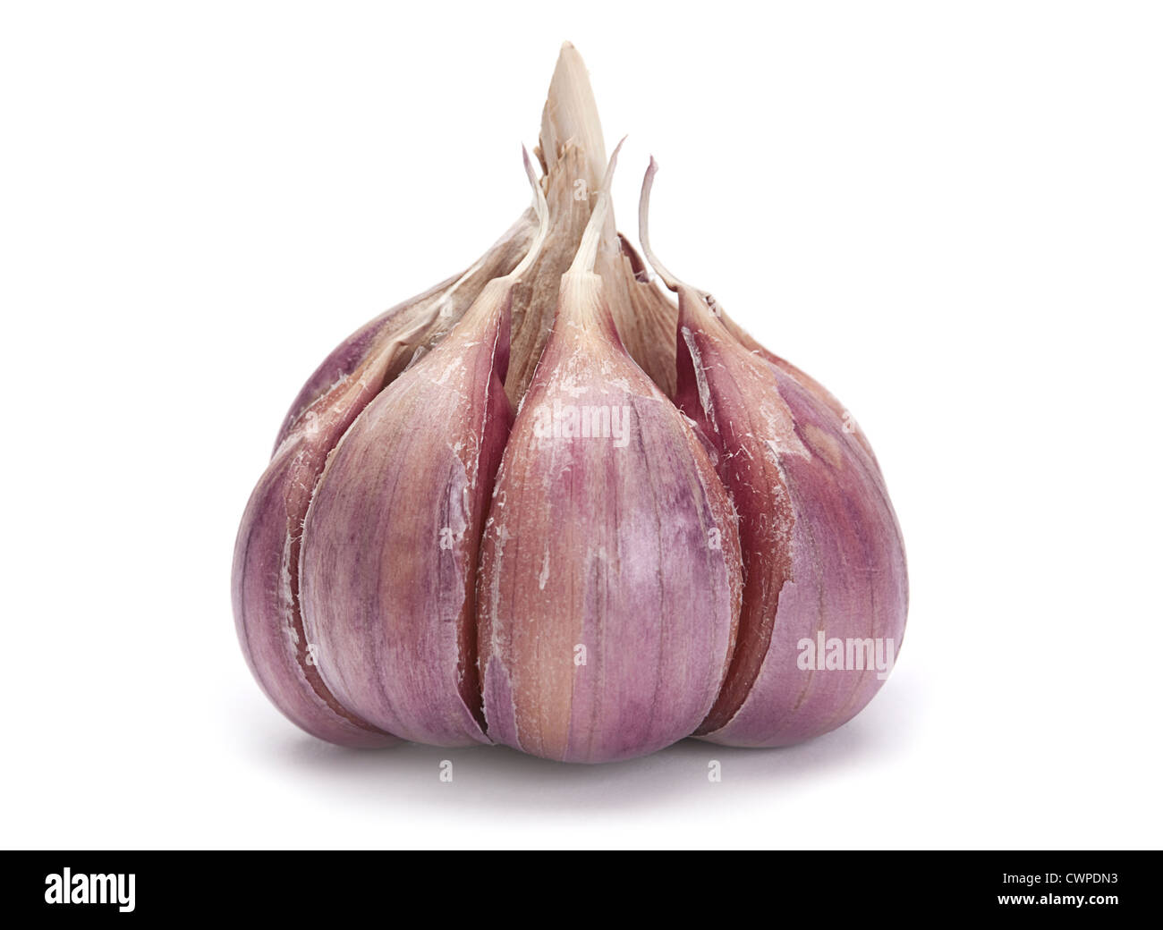 Garlic vegetable closeup isolated on white background Stock Photo - Alamy