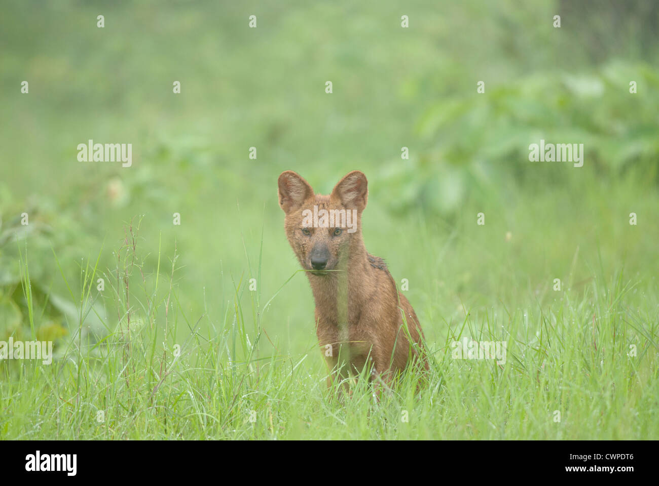 Dhole the enigmatic red wild dogs of India , as ferocious as their ...