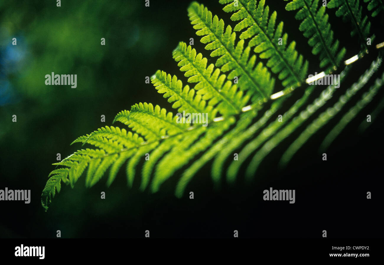 Curved fern hi-res stock photography and images - Alamy