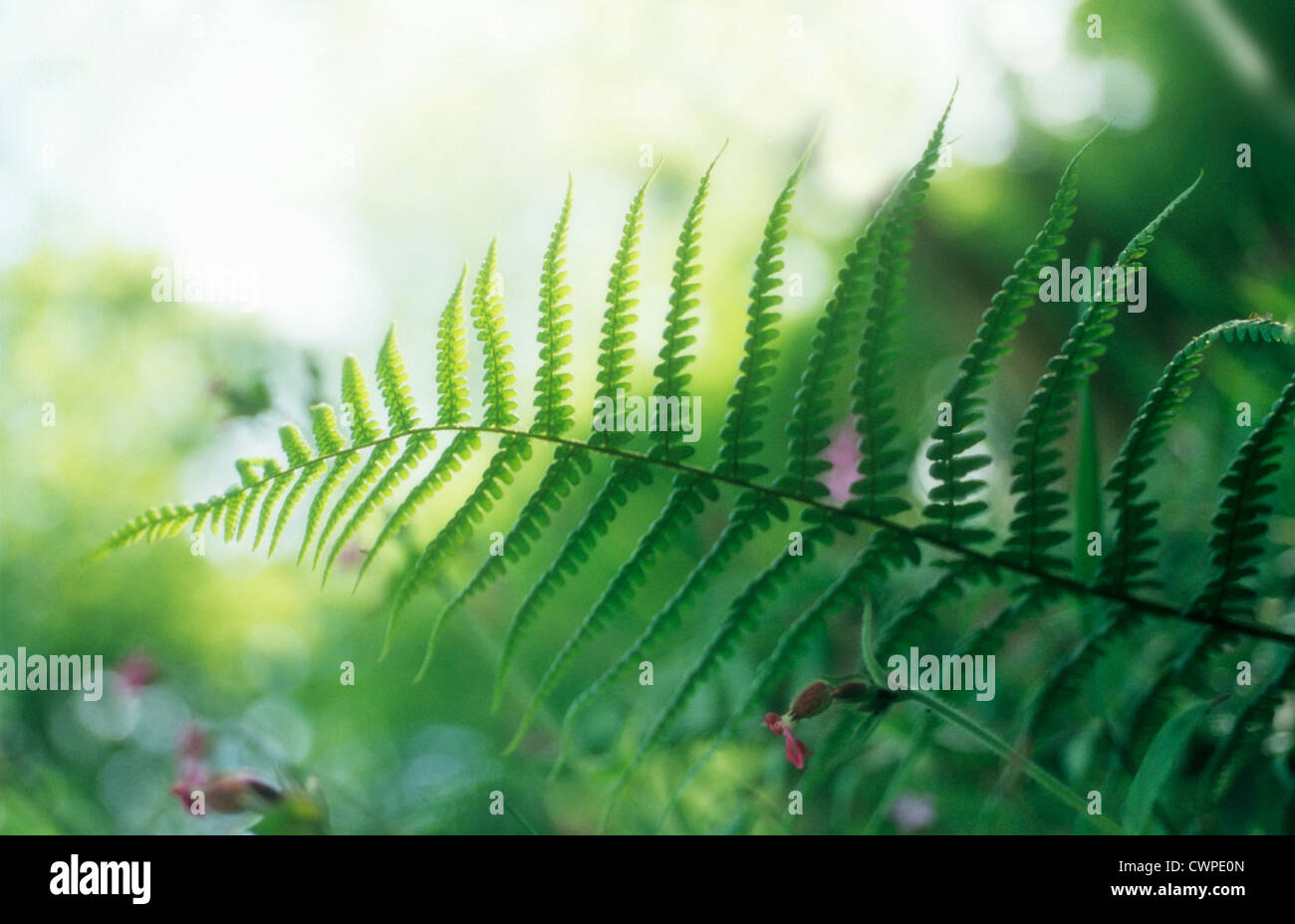 Athyrium, Fern, Lady fern Stock Photo - Alamy