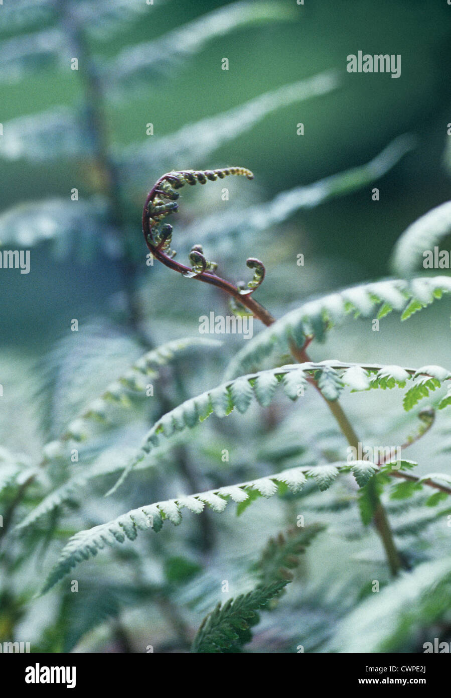 Athyrium niponicum 'Pictum', Fern, Japanese painted fern Stock Photo ...