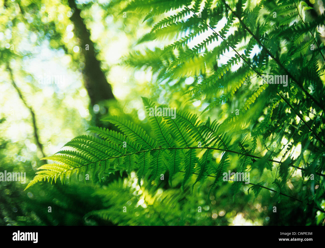 Athyrium, Fern, Lady fern Stock Photo - Alamy