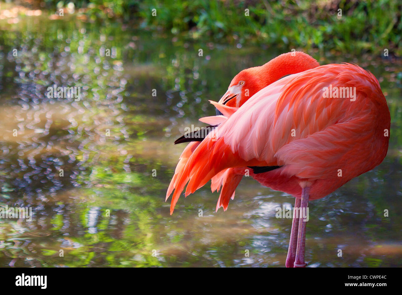 Florida pink flamingo hi-res stock photography and images - Alamy