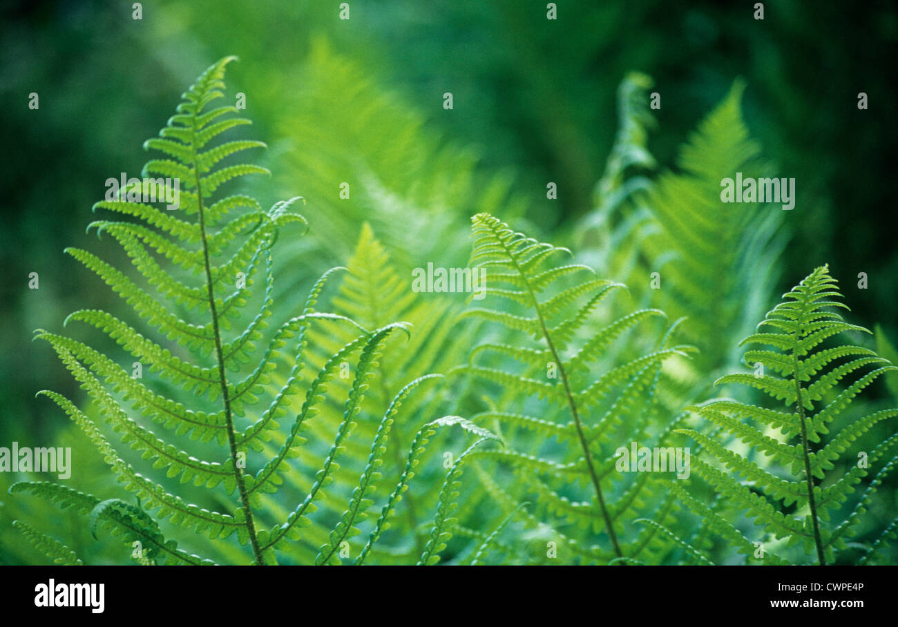 Athyrium, Fern, Lady fern Stock Photo - Alamy