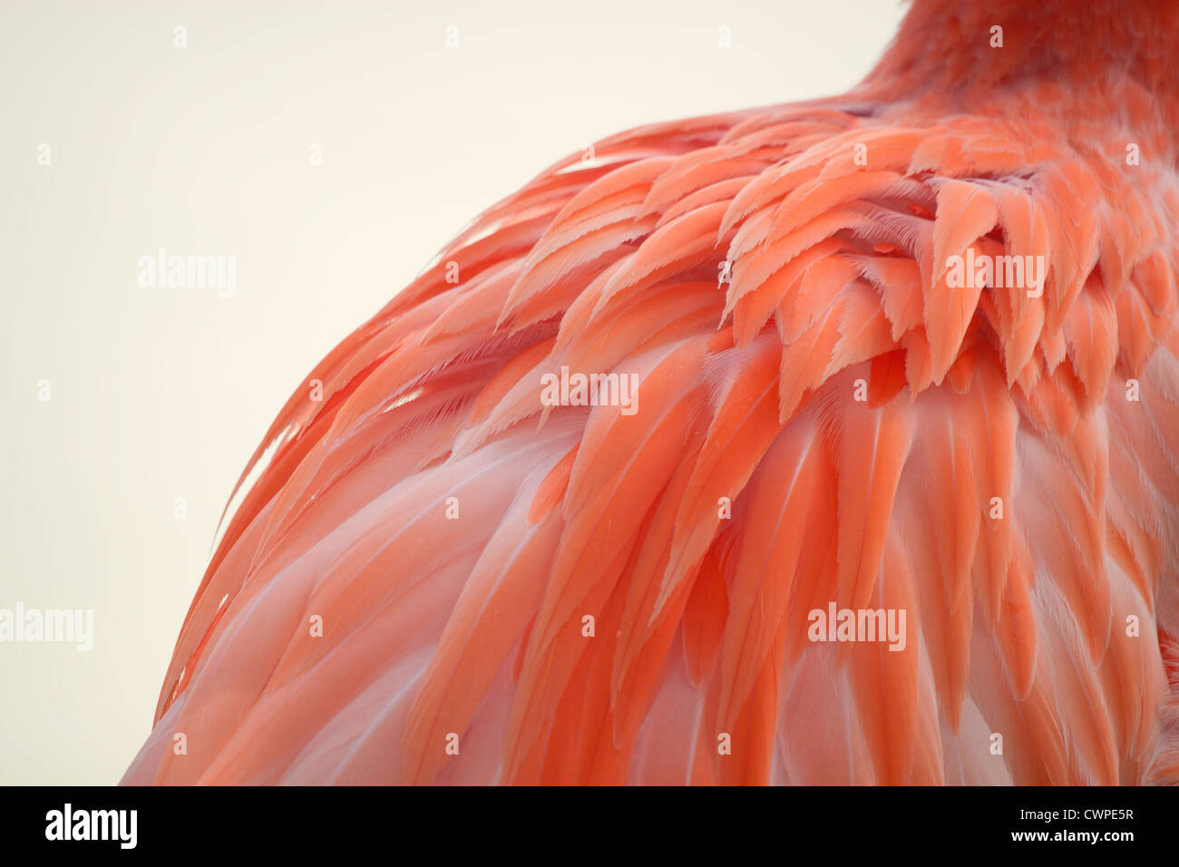 Flamingo's Feathered Back Stock Photo - Alamy