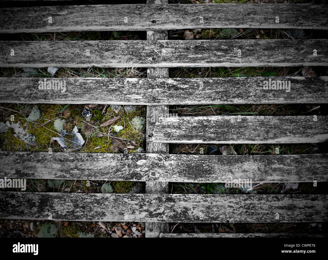 A broken wooden pallet showing plant growth and shingle between slats ...
