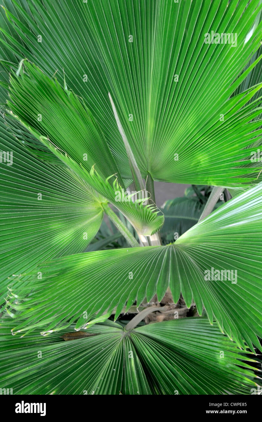 The palm seen hi-res stock photography and images - Alamy