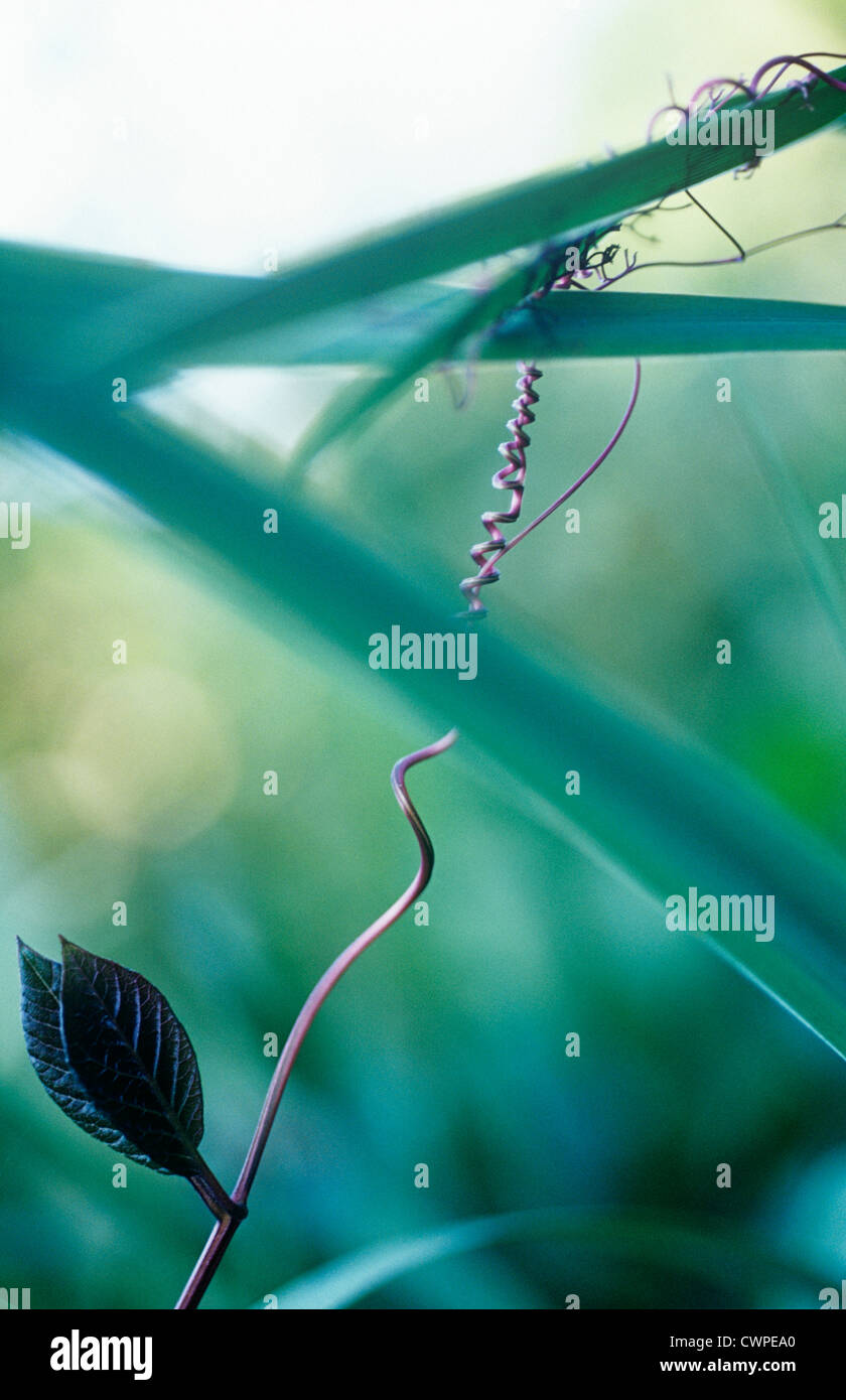 Surreal tendril hi-res stock photography and images - Alamy