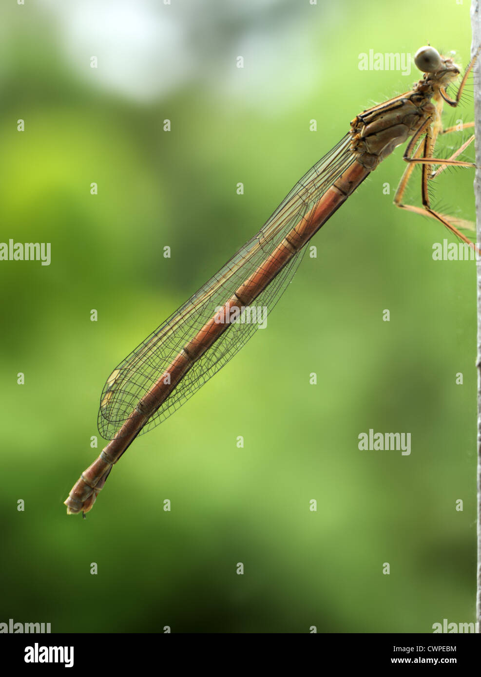 A mayfly with wings folded clings onto a door frame Stock Photo - Alamy