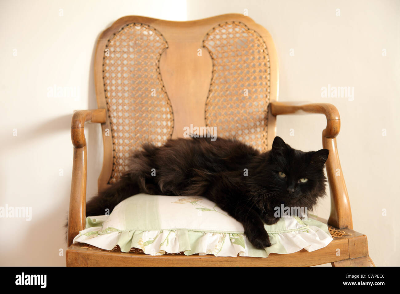 Long haired cute black cat lying on a cushion, upon a chair Stock Photo ...