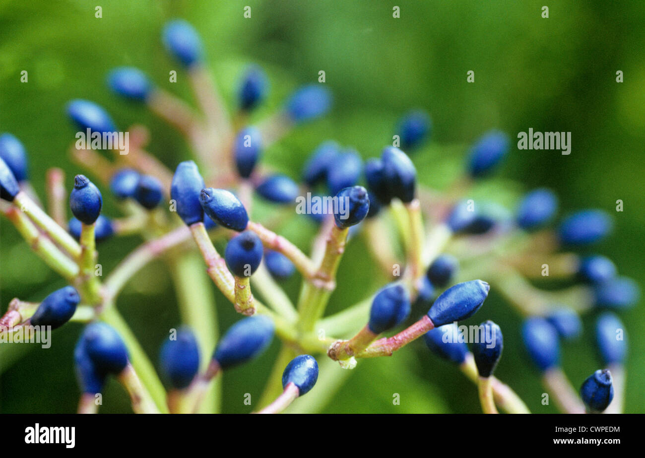 Viburnum davidii, Viburnum Stock Photo - Alamy