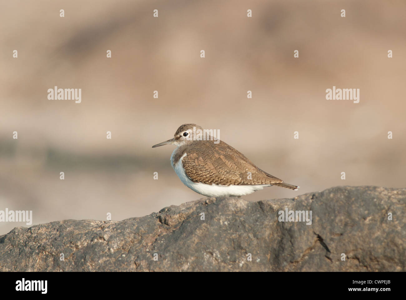 Common Sandpiper at the Mula Mutha Bird Sanctuary on Ahmednagar Road in ...
