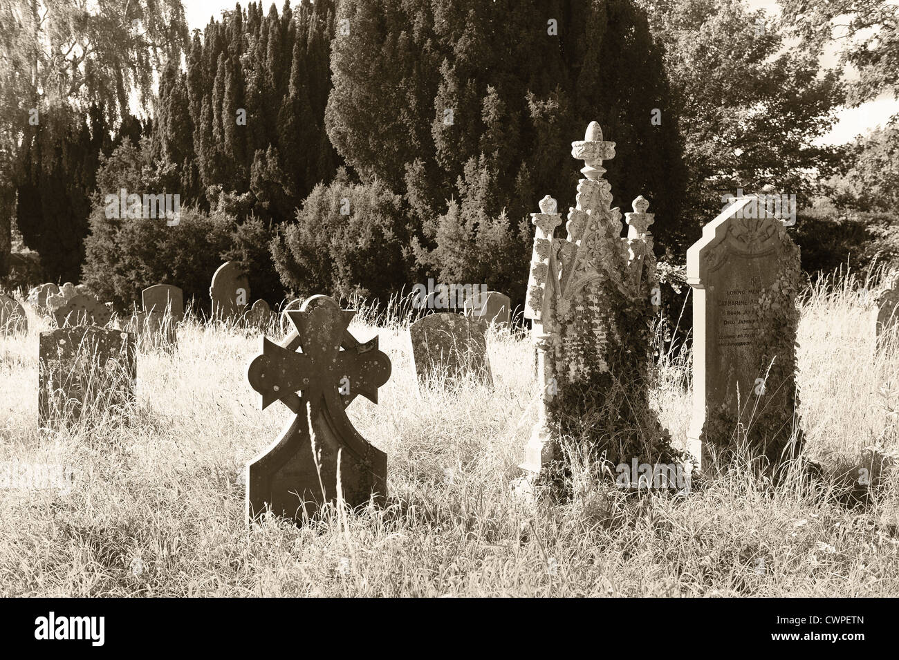 hidden graveyard left to play out natural wildlife colonization for a ...