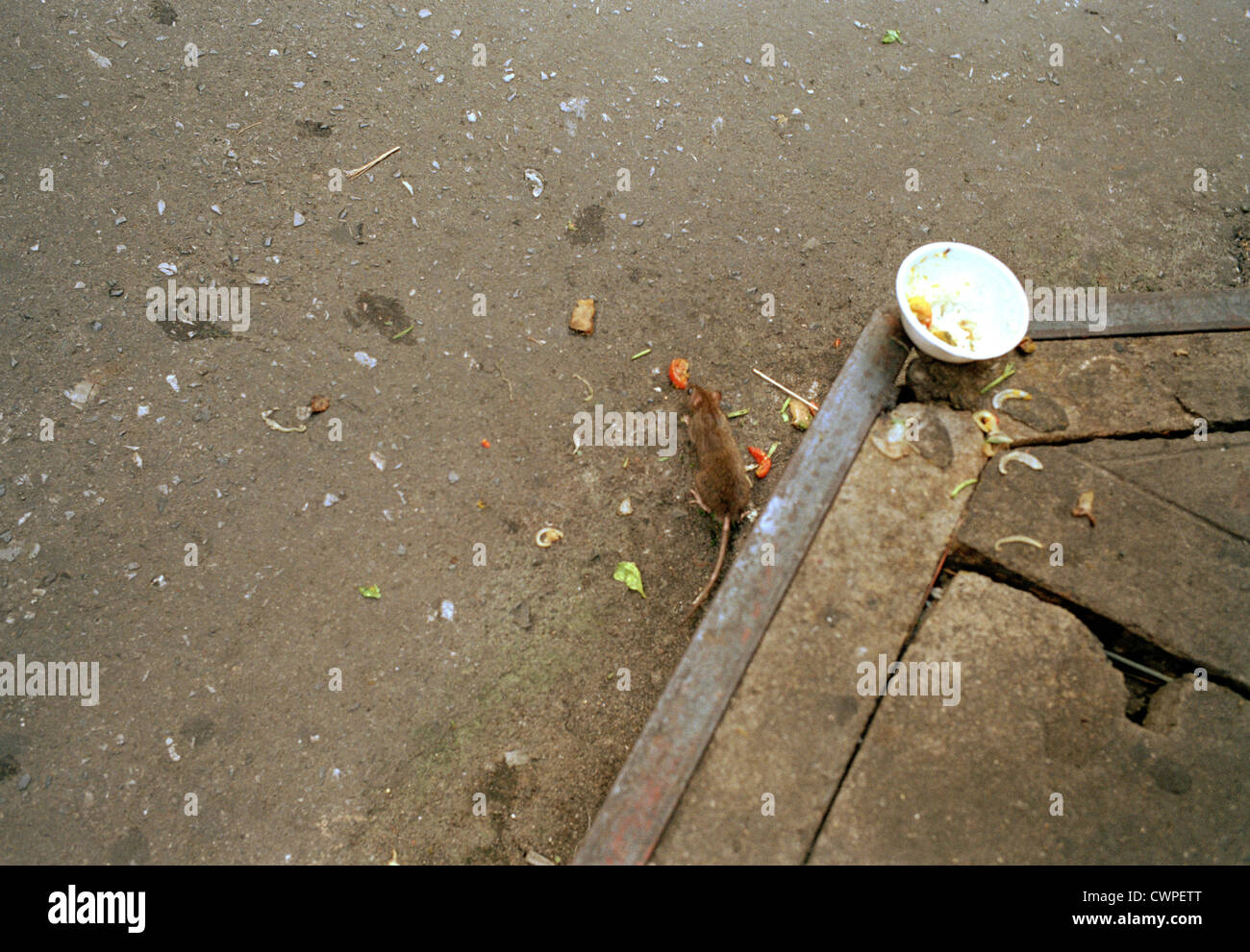 Street rat vermin feeding in the gutter in Bangkok in Thailand in the ...