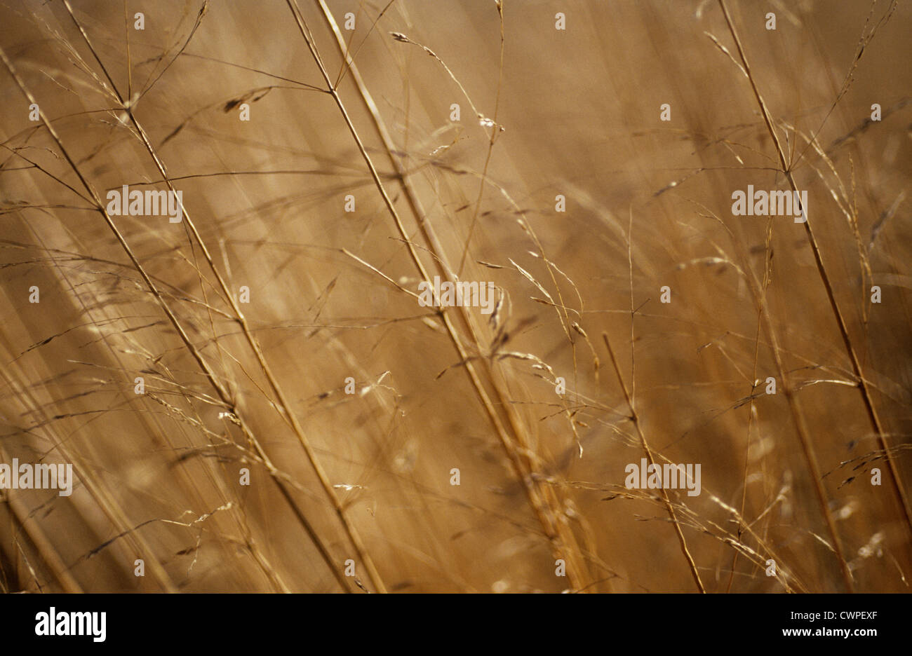 Molinia caerulea transparent hi-res stock photography and images - Alamy