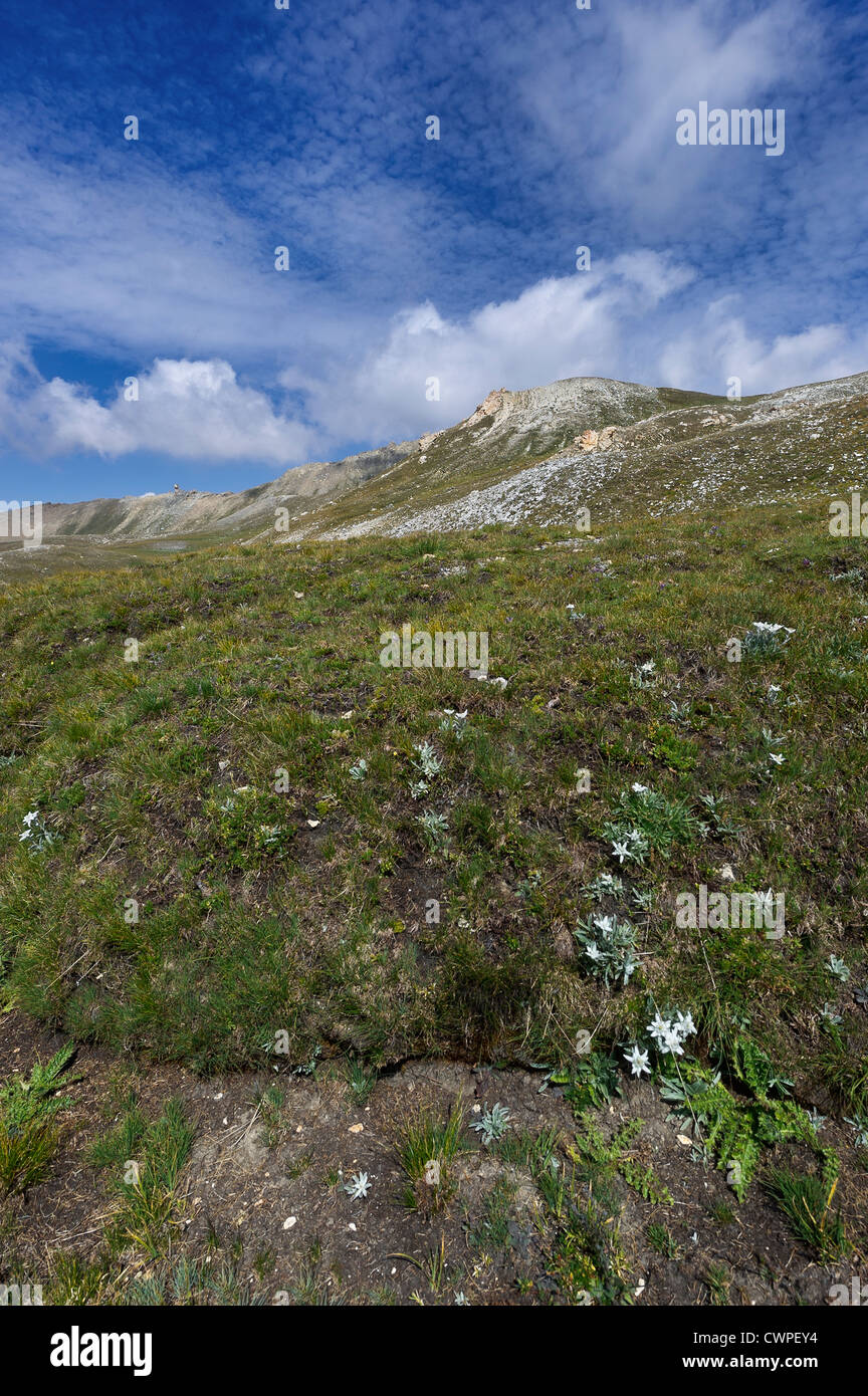 edelweisses in their environment, Susa valley, Piedmont, Italy Stock ...