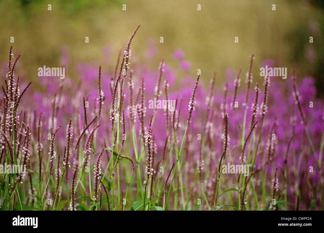 Persicaria amplexicaulis 'rosea', Bistort Stock Photo - Alamy