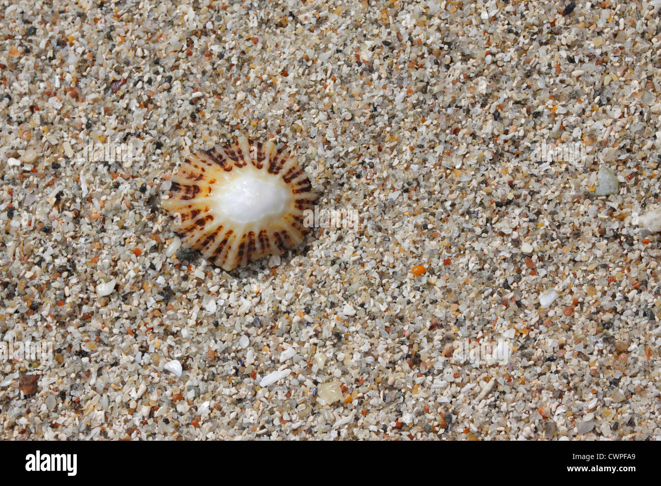 Limpet shell beach sand hi-res stock photography and images - Alamy