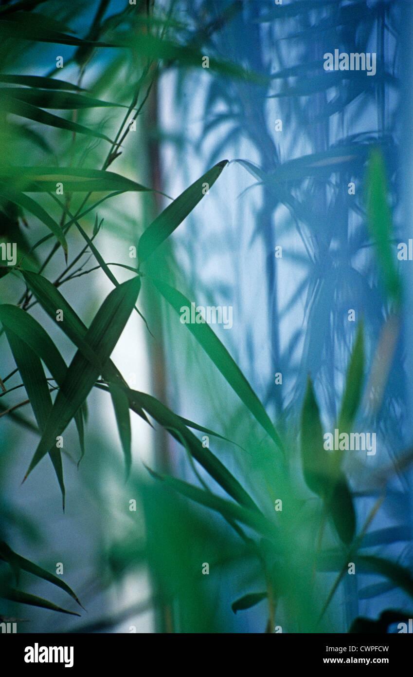 Vertical view of bamboo growing hi-res stock photography and images - Alamy